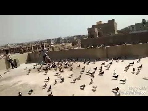 Taha Bhai k 220 new kabutaron ki lariya ek hath 2 mary - YouTube