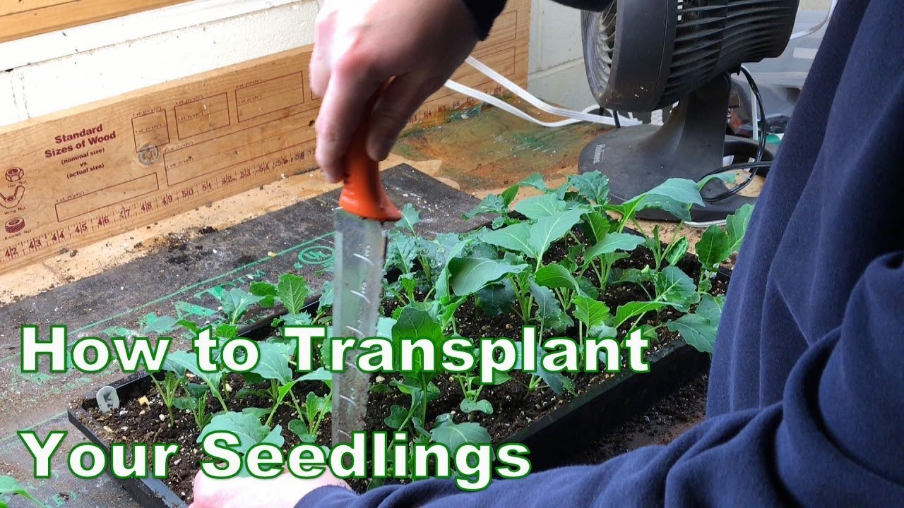How to Transplant Your Seedlings - YouTube