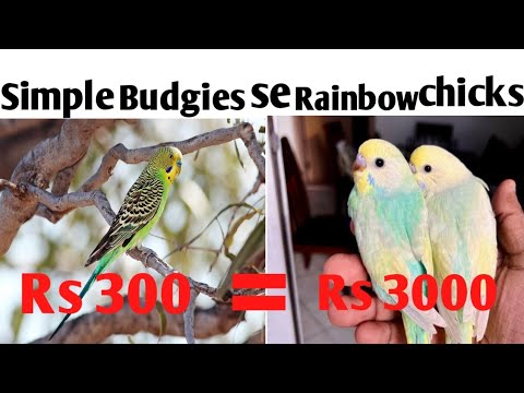 How to produce Rainbow budgie | Simple budgies Sai Rainbow Kai chick ...