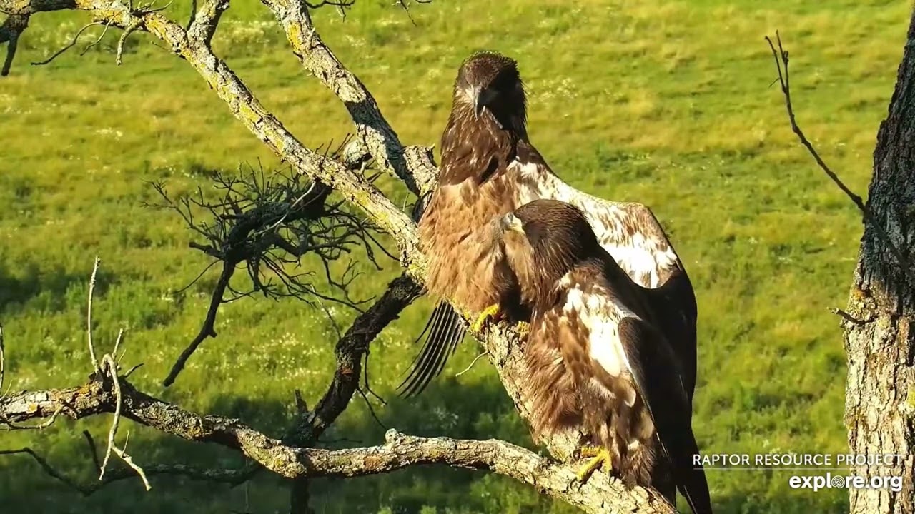 Decorah North :🦅🦅 A double heraldic pose simultaneously! (explore.org ...