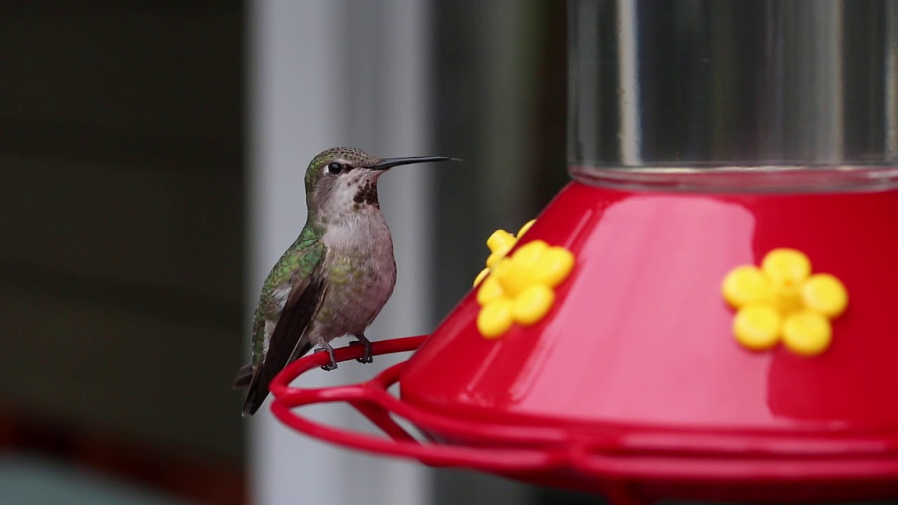 Hummingbird! - YouTube
