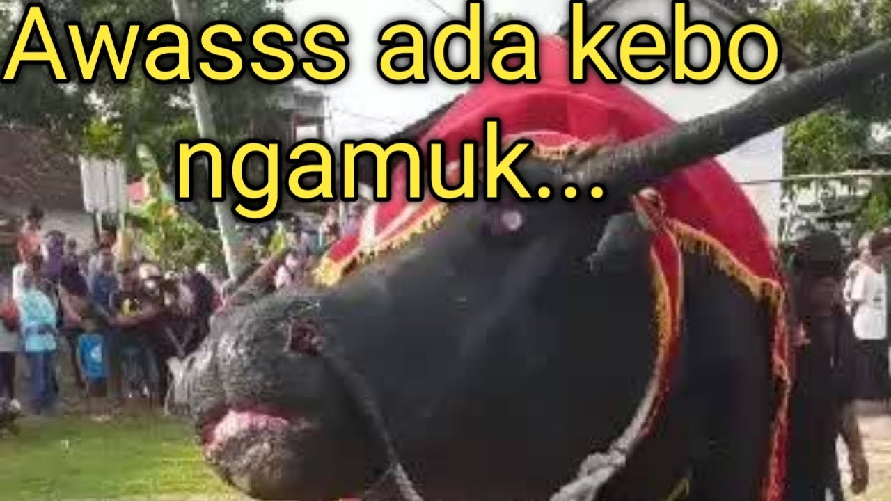 Awasss ada kebo ngamuk..#kebo danu#ponorogo - YouTube