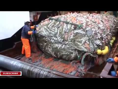 balık fabrikası gemi ( dikkat  bağımlılık yapabilir )