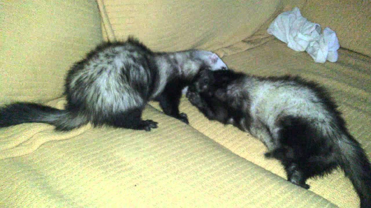 hurones jugando parte 2 - YouTube