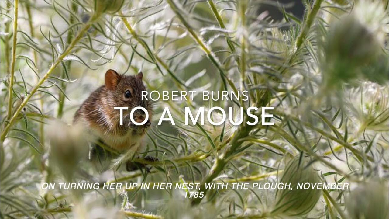 To a Mouse Robert Burns Kevin Cherry - YouTube