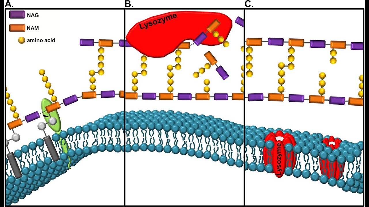 Salivary Glands Part 4; Functions of Lysozyme and Salivary ...