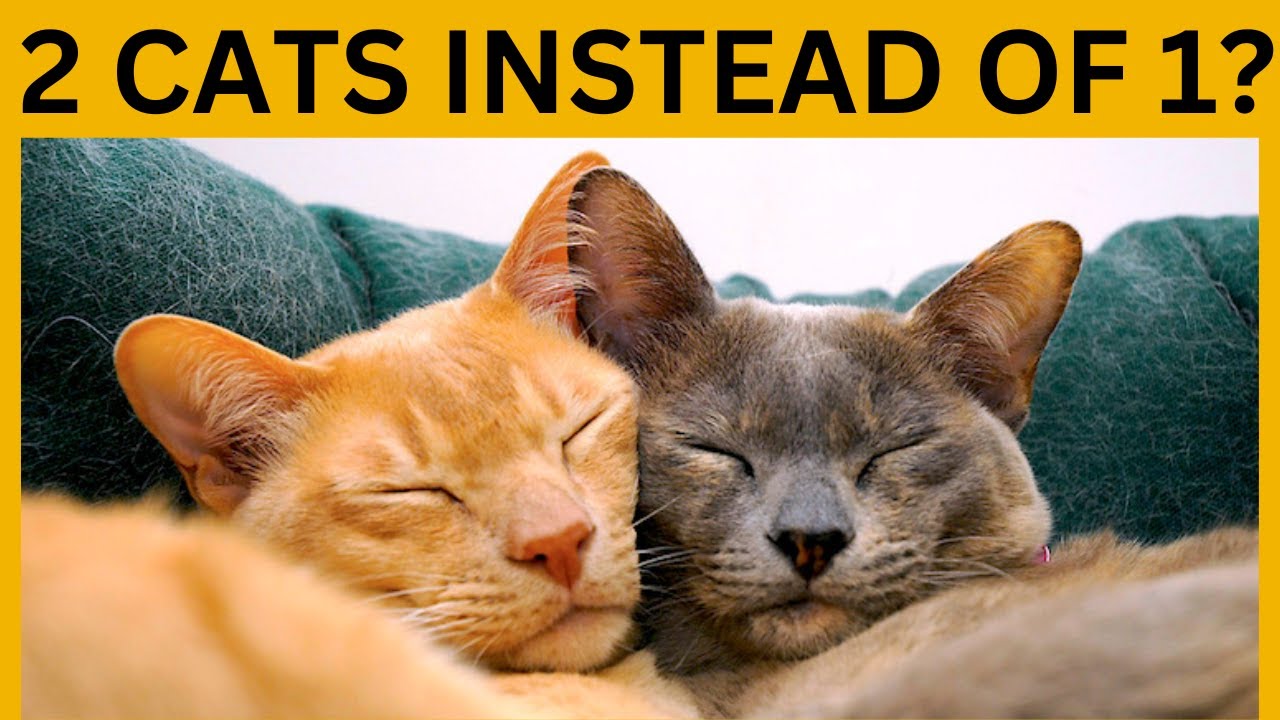 Double the Purr: 7 Reasons Two Cats are better than 1 - YouTube