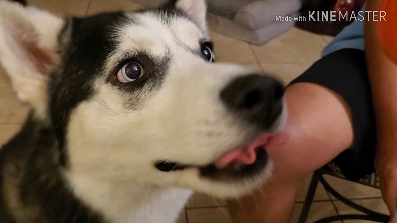 My Dog Complaining | Vlog 9 - YouTube