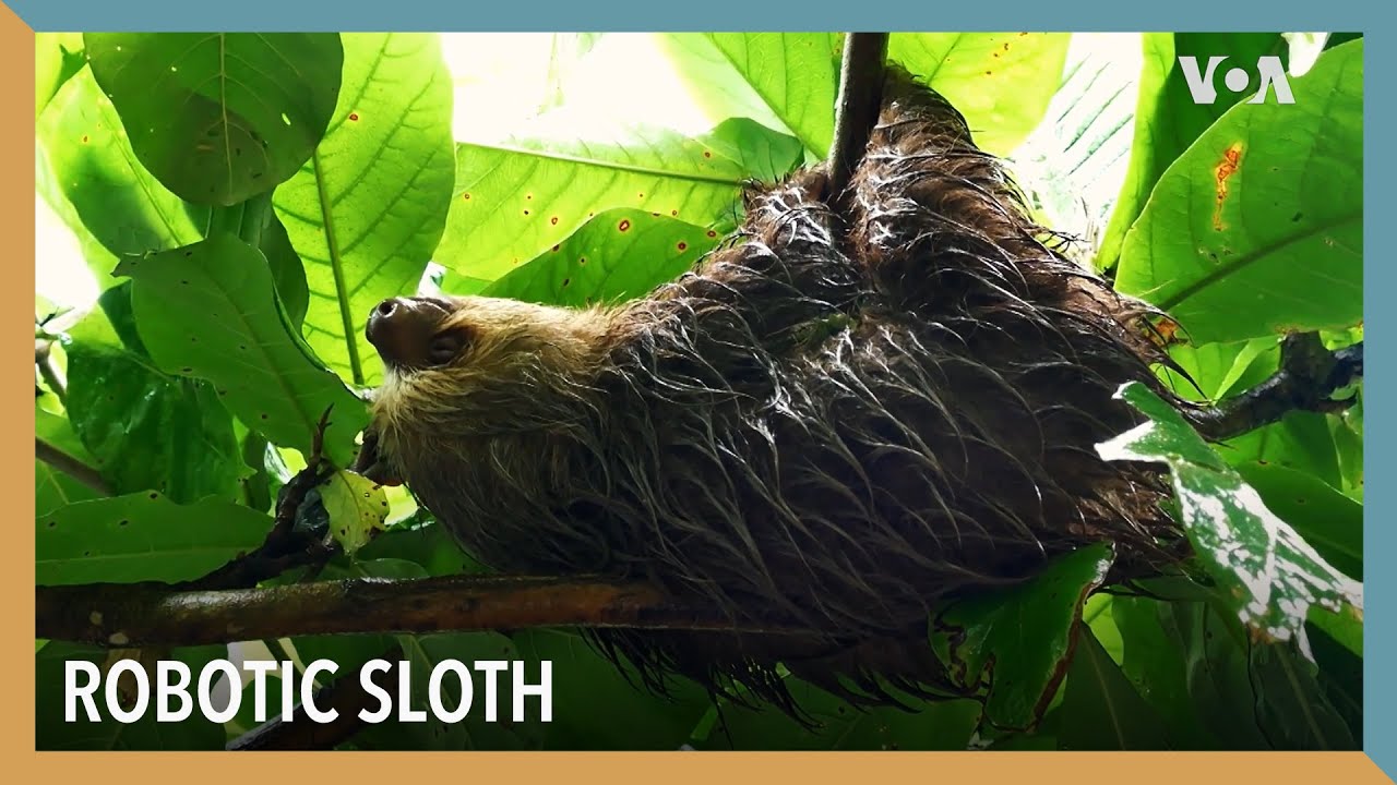 Robotic Sloth | VOA Connect - YouTube