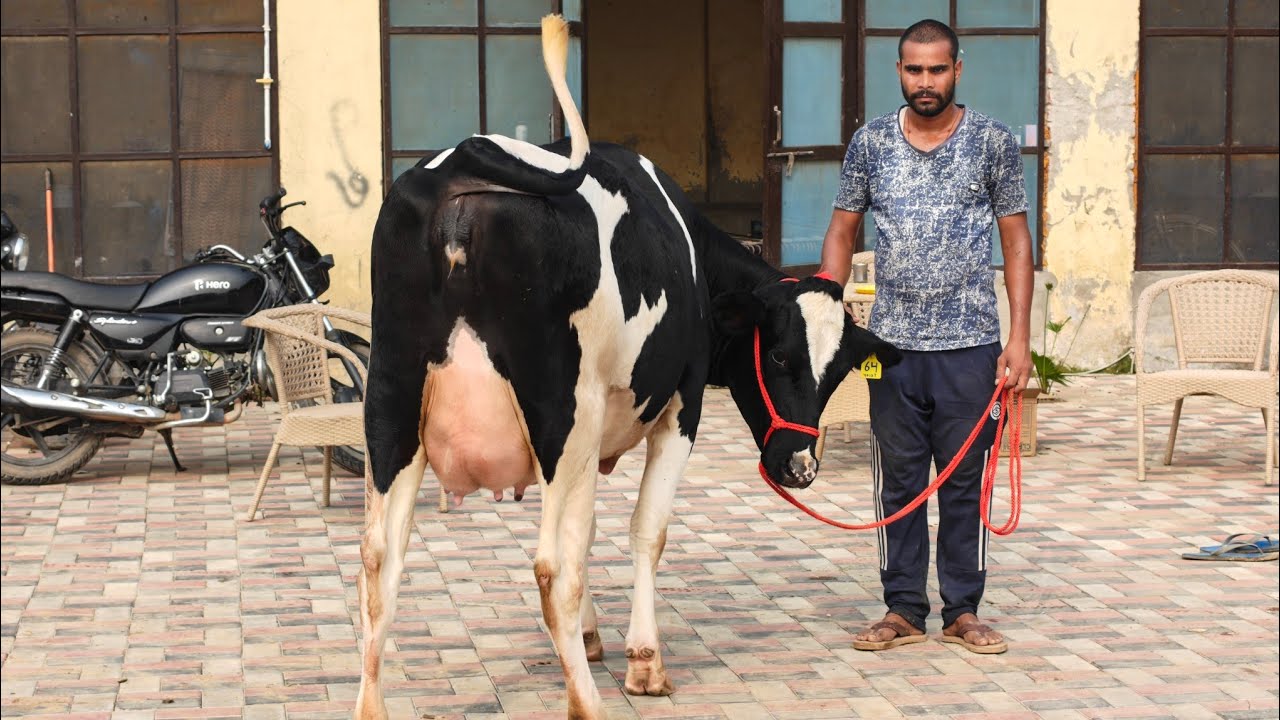 28 Cows for sale, 28 ਗਾਵਾਂ ਵਿਕਾਊ - YouTube