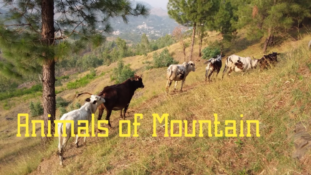 Animals Beauty | Animals in Mountain | Grazing | wildlife | Life in ...