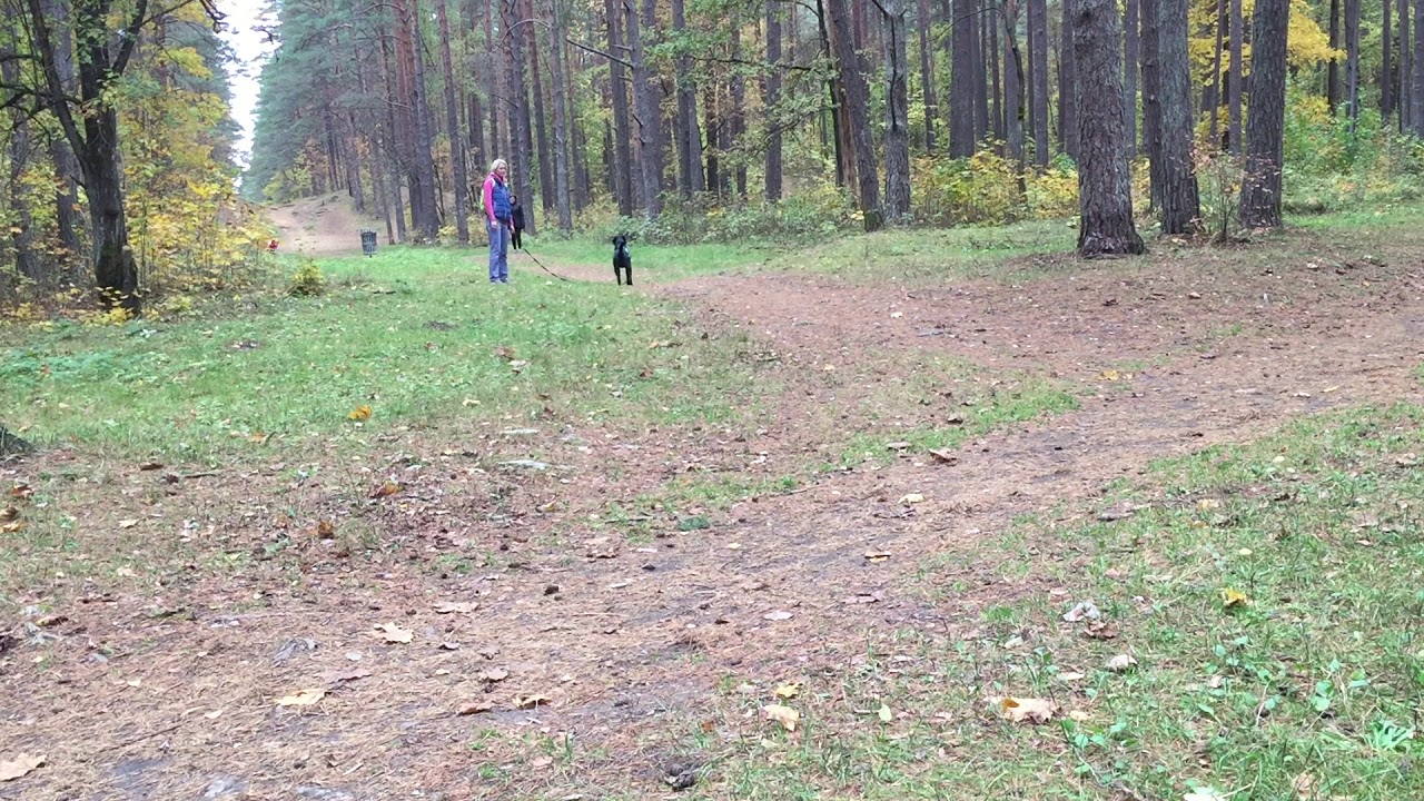 albi dog 1 - YouTube