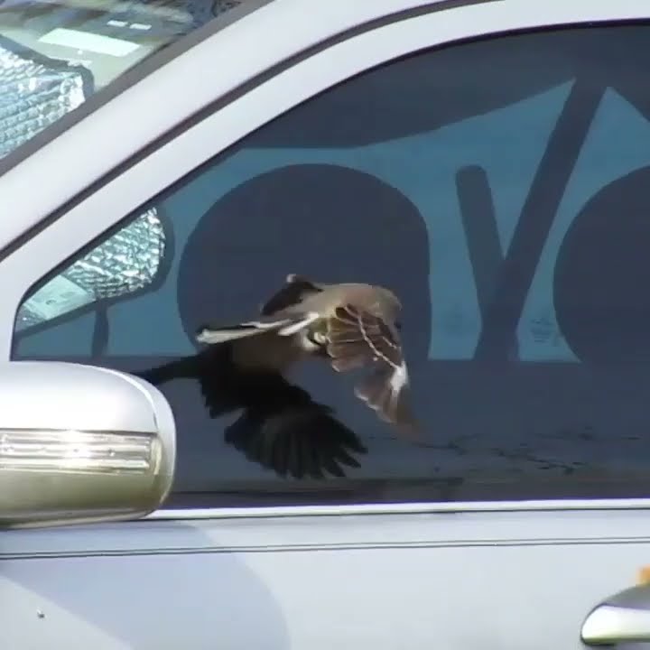 Bird dancing in the window of a car - YouTube