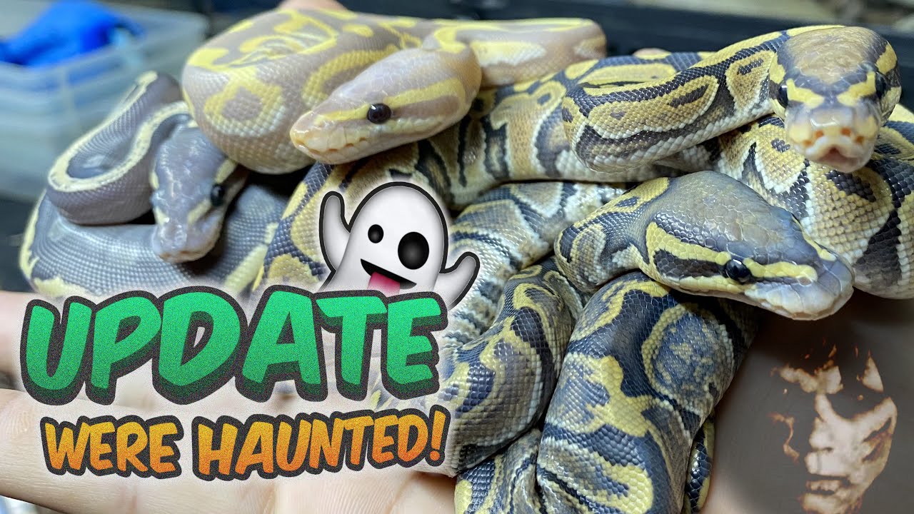 I THINK WERE HAUNTED! Tiny snakes, Surprise snakes and Crazy Snakes ...