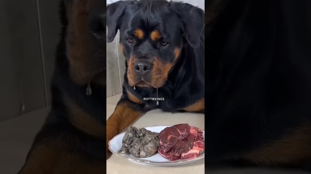 Rottweiler meat😬 - YouTube