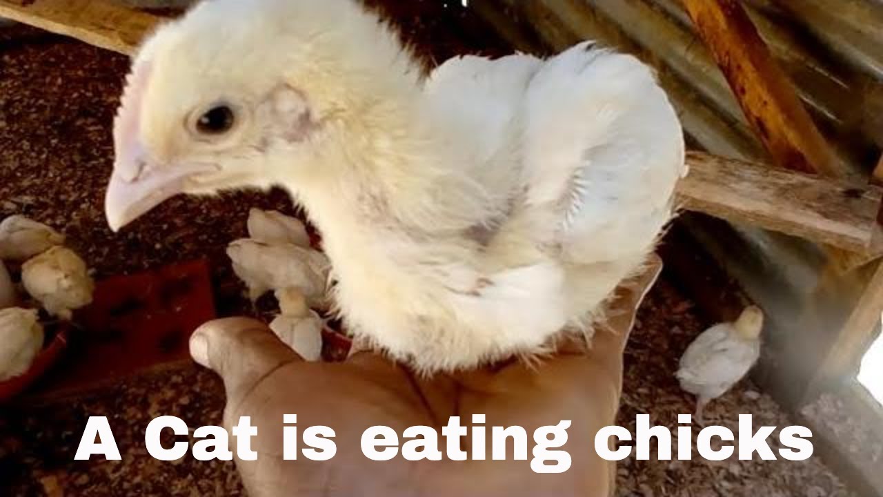 A Cat is Eating my chicks. Here is what this cat is doing - YouTube