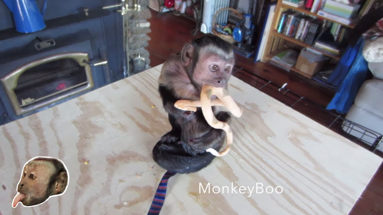 Capuchin MonkeyBoo versus Toy Snake - YouTube