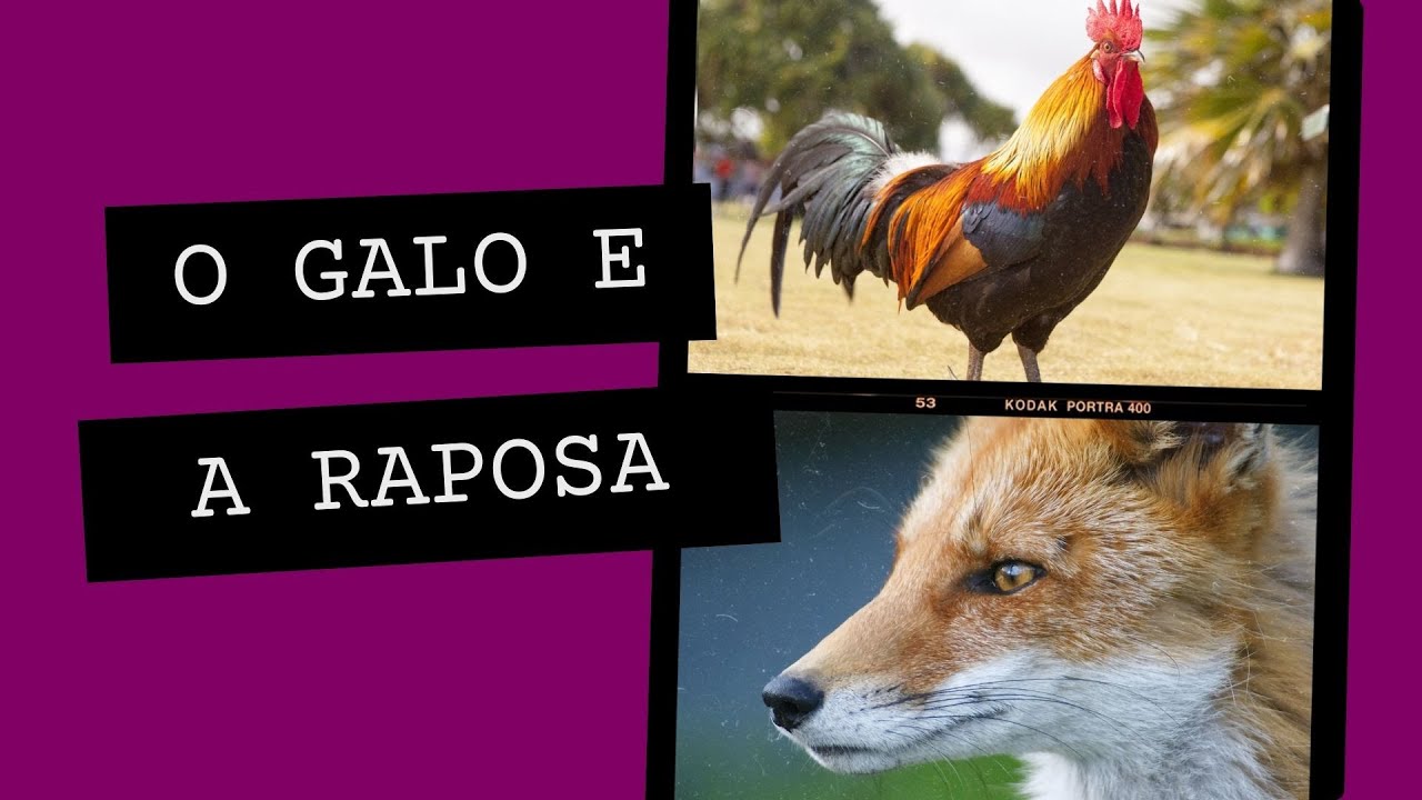 Frases Com A Palavra Galo - RETOEDU