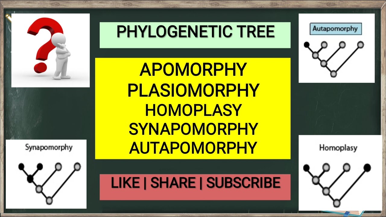 Apomorphy, Plasiomorphy, Homoplasy, Synapomorphy, Autapomorphy ...