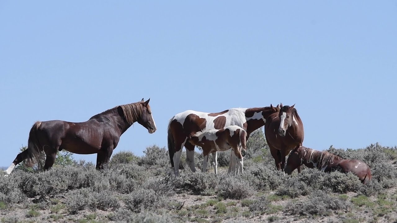 Wild Mustang Horses of Sand Wash Basin in Colorado by Karen King - YouTube