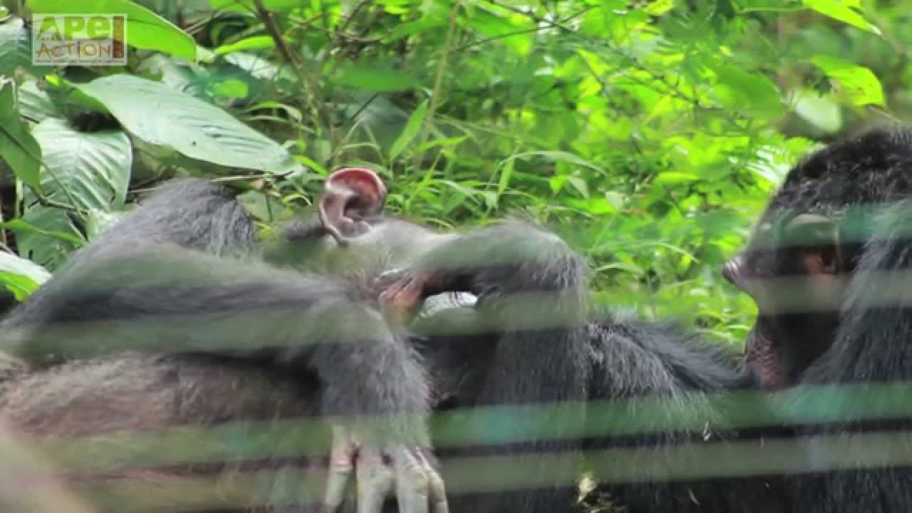 Why Chimpanzees are Victims of the Bushmeat Trade? - YouTube