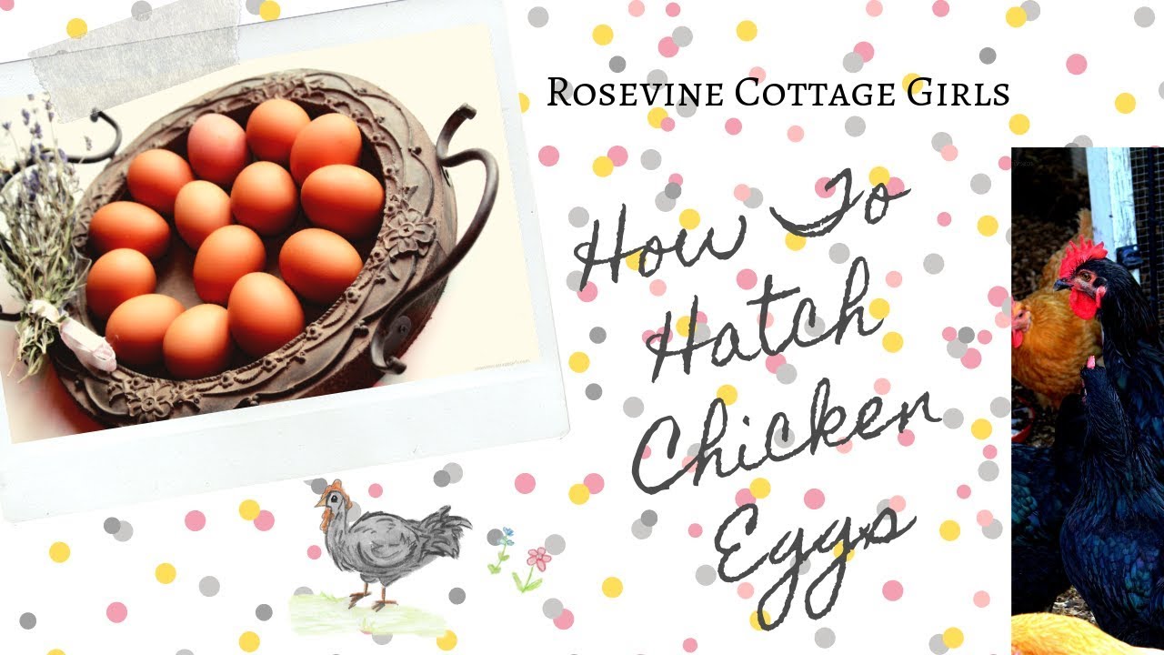 The Ultimate Chicken Egg Hatching Guide: Your Step-by-step Tutorial ...