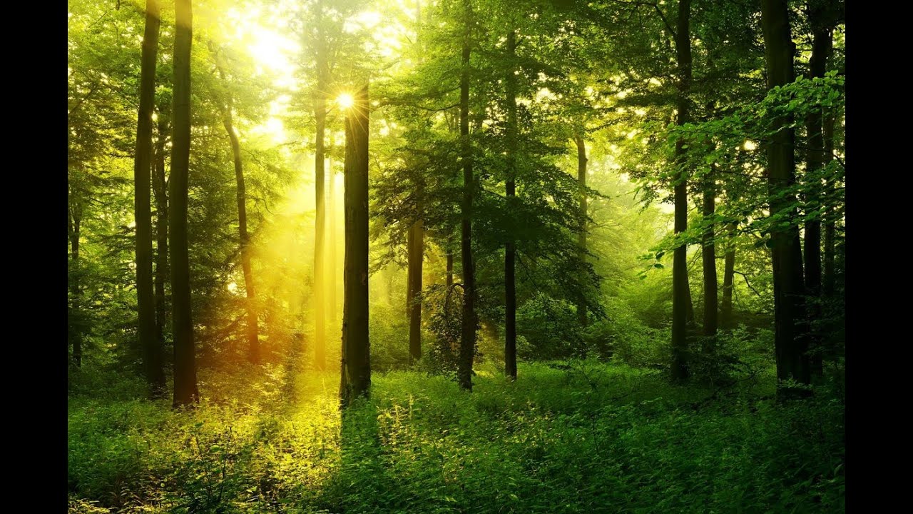 Let Yourself Relax Completely - Meditation To Calm Your Whole Being ...
