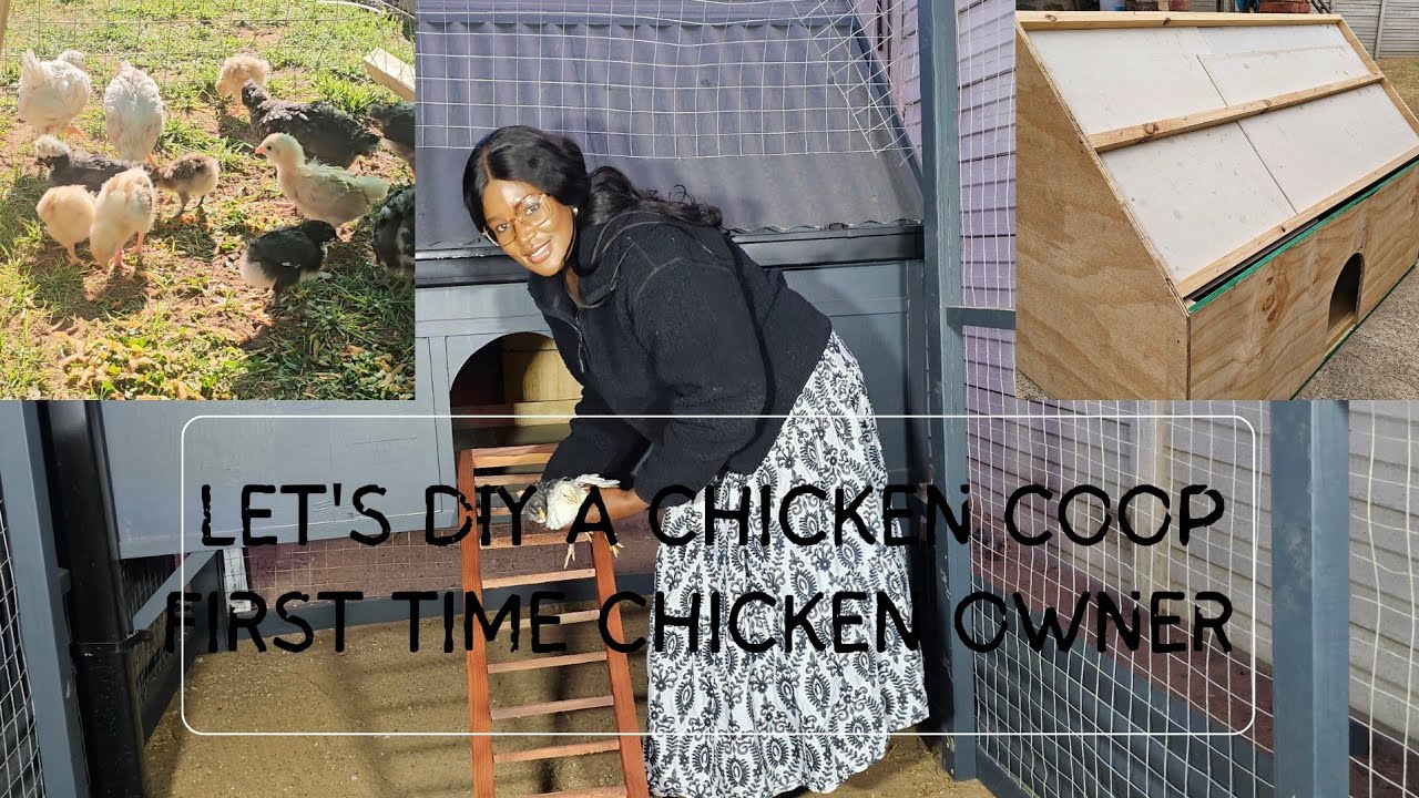LET'S DIY A CHICKEN COOP | WE ARE HOMESTEADING| GROWING CHICKEN LAYERS ...