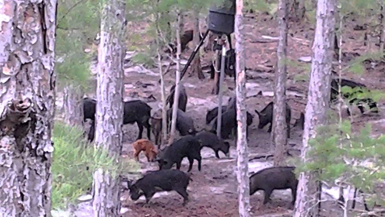 Omega ranch hog hunt - YouTube