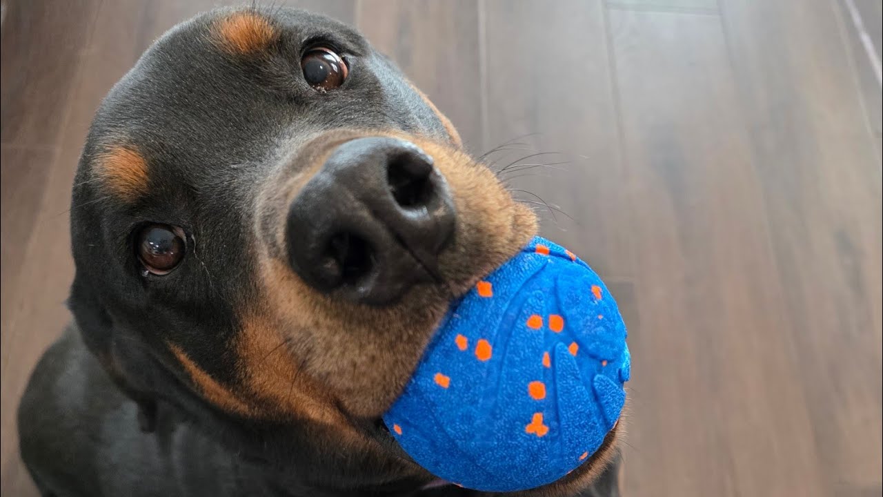 Cheerble Wicked Ball AIR Review 🐶🎾 | Smart Automatic Dog Toy for Active ...