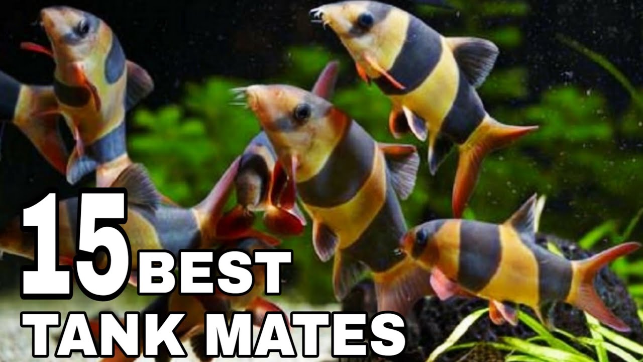 15 Best Clown loach Tank Mates - YouTube