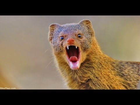 Firavun Faresi vs. Aslan