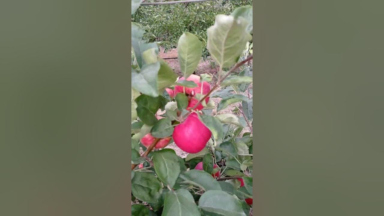 яблоня сорт Рассвет - YouTube