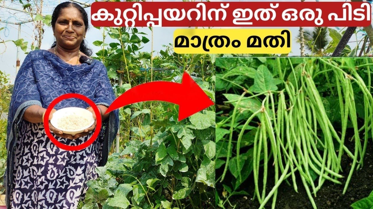 കുറ്റിപ്പയറിന് ഇത് മാത്രം മതി | Best tip for easy growing of kutti ...
