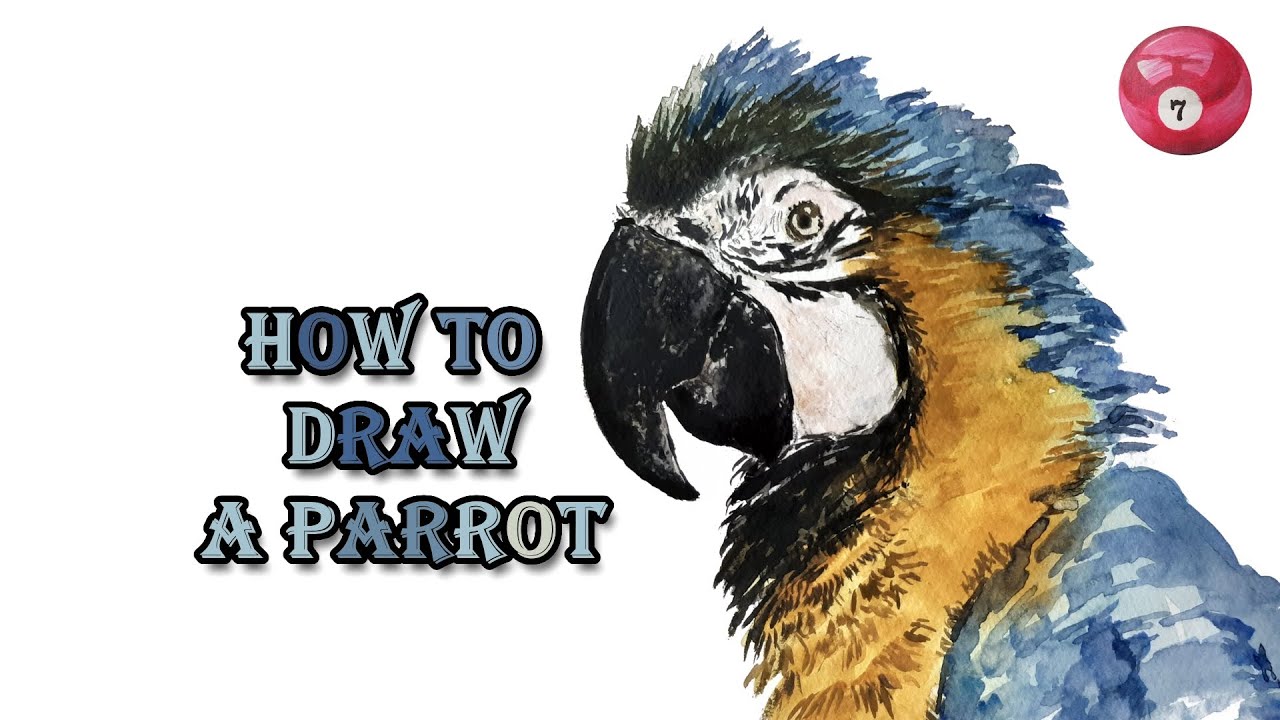 How to draw a Parrot - YouTube