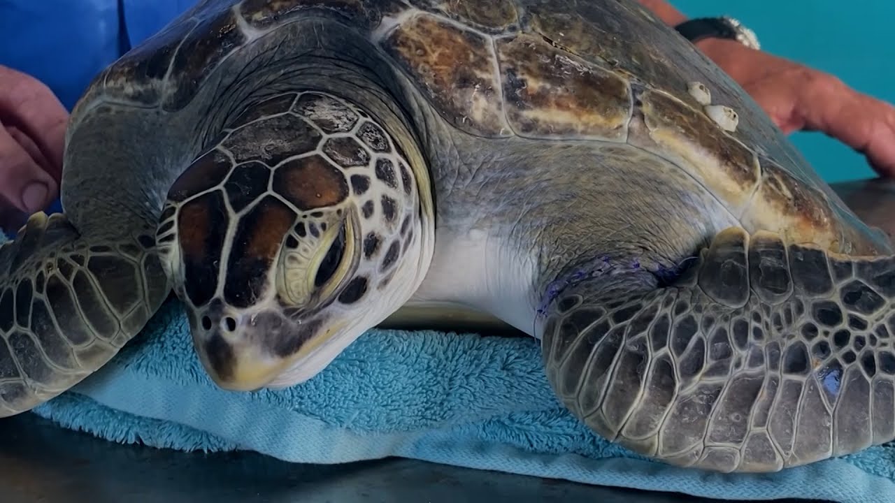 Five Years of Reef Aid: Craig McGrogan - YouTube