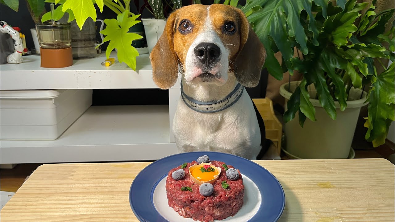 cute beagle eat Venison Tartare. ｜吃鹿肉塔塔 - YouTube