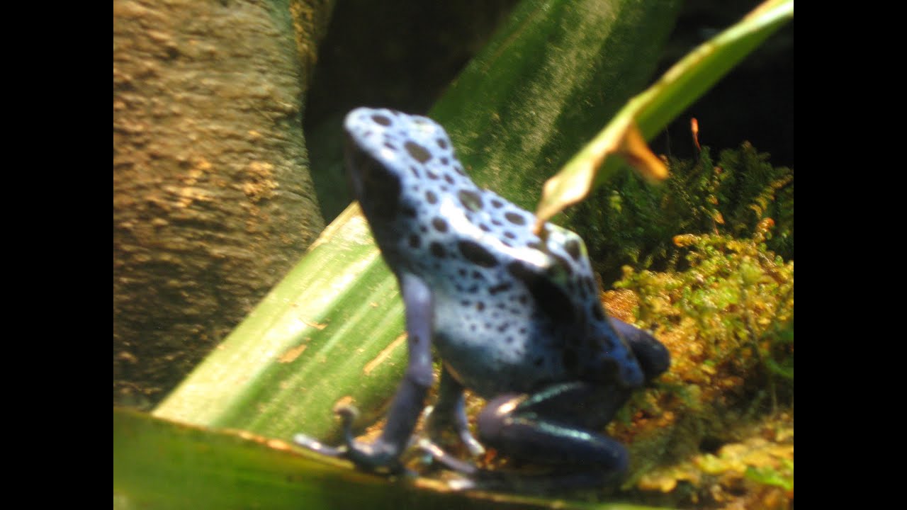 Blue Poison Dart Frog - Amazing footage of these frogs jumping around ...