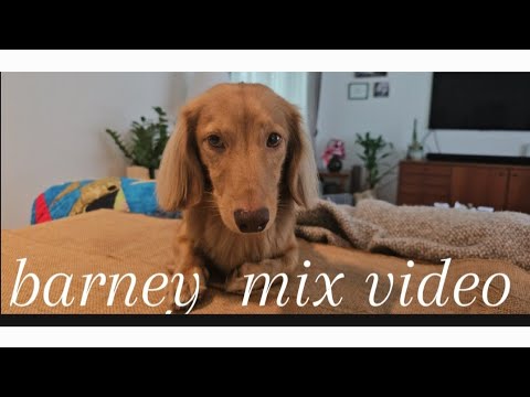 barney mix video @chandabormelado - YouTube