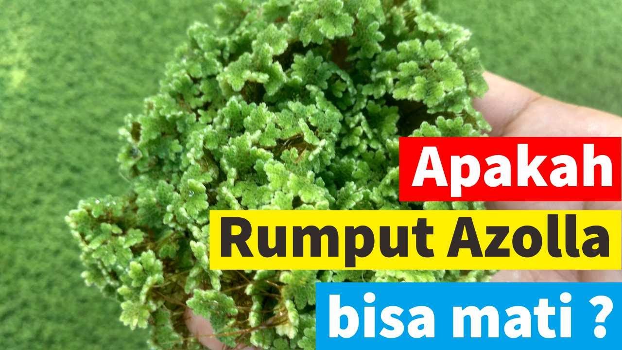 cara budidaya azolla | apakah rumput azolla bisa mati ? - YouTube