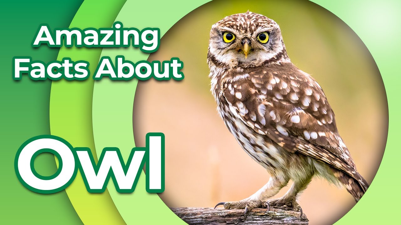 || Owl Facts || Amazing Facts About Owls || How Do They Fly Without ...