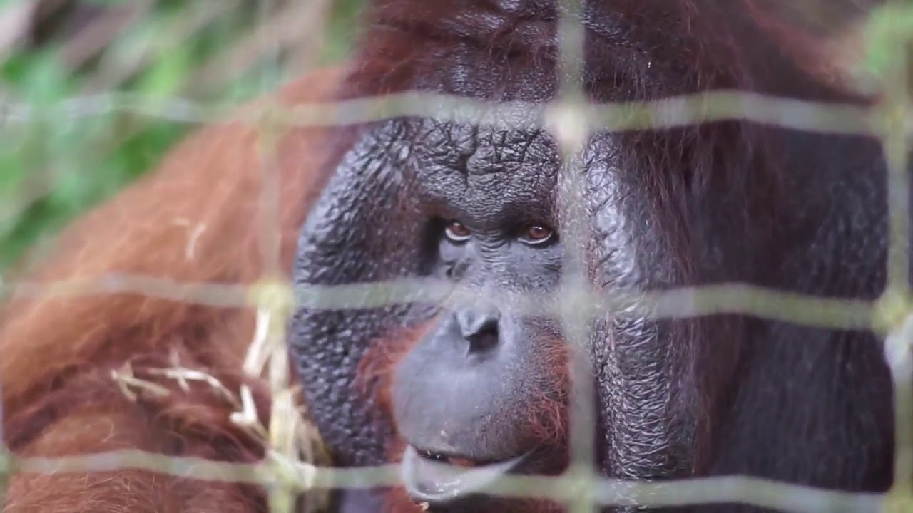 Kuala Gula Ecotourism - YouTube