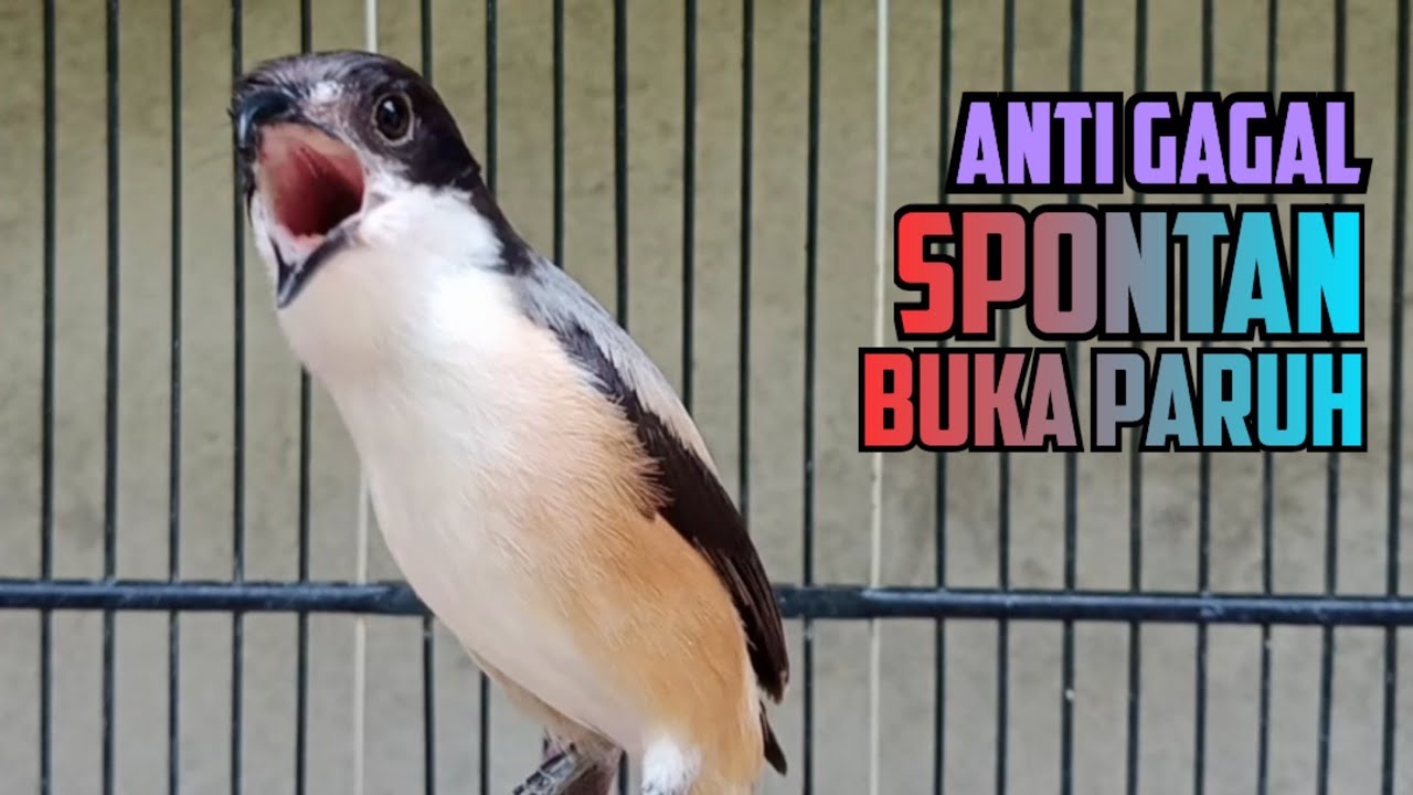 Respon Cepat.! Cendet Gacor Efektif Pancingan Buat Cendet Jenis Apapun ...