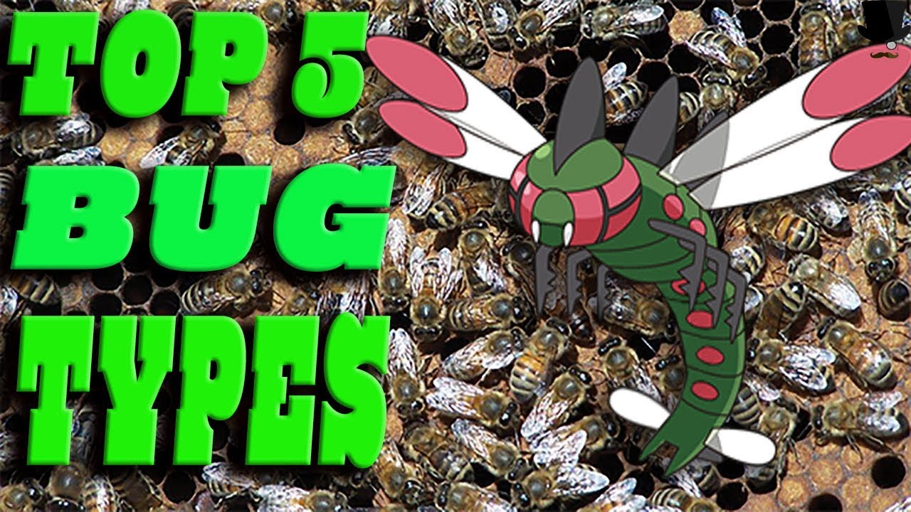 top 5 Bug Types - YouTube