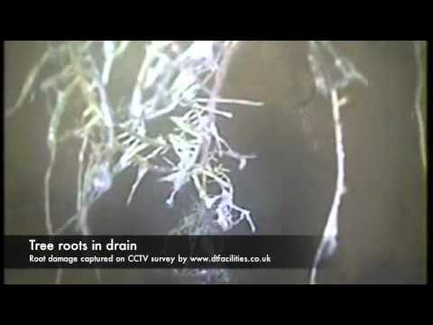 Tree root damage to drains - YouTube