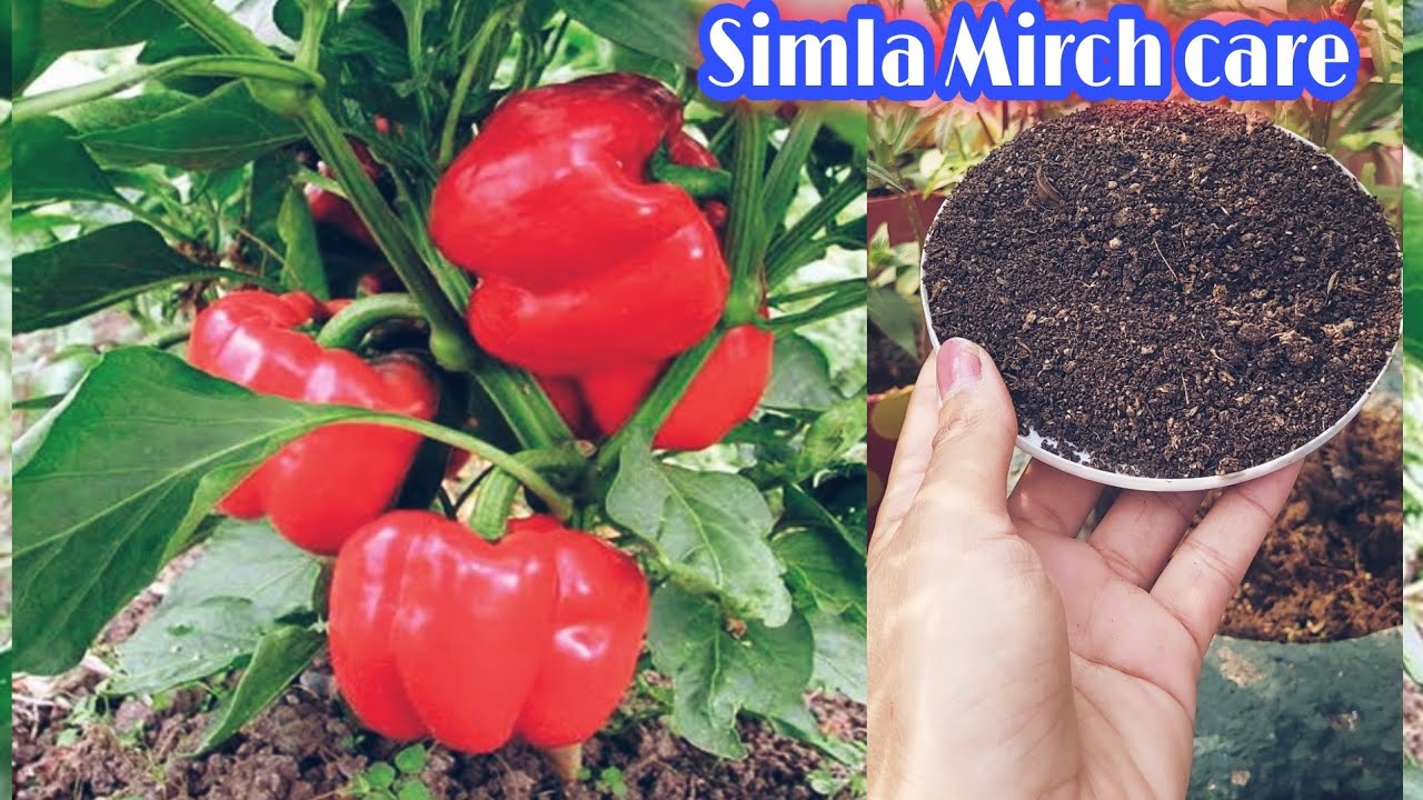 Simla mirch ki care kaise kren||#deshivatika #capsicum #care - YouTube
