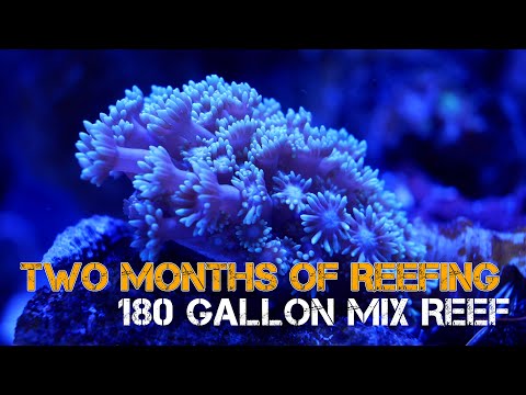 180 Gallon Mix Reef |:| Two month closeup update