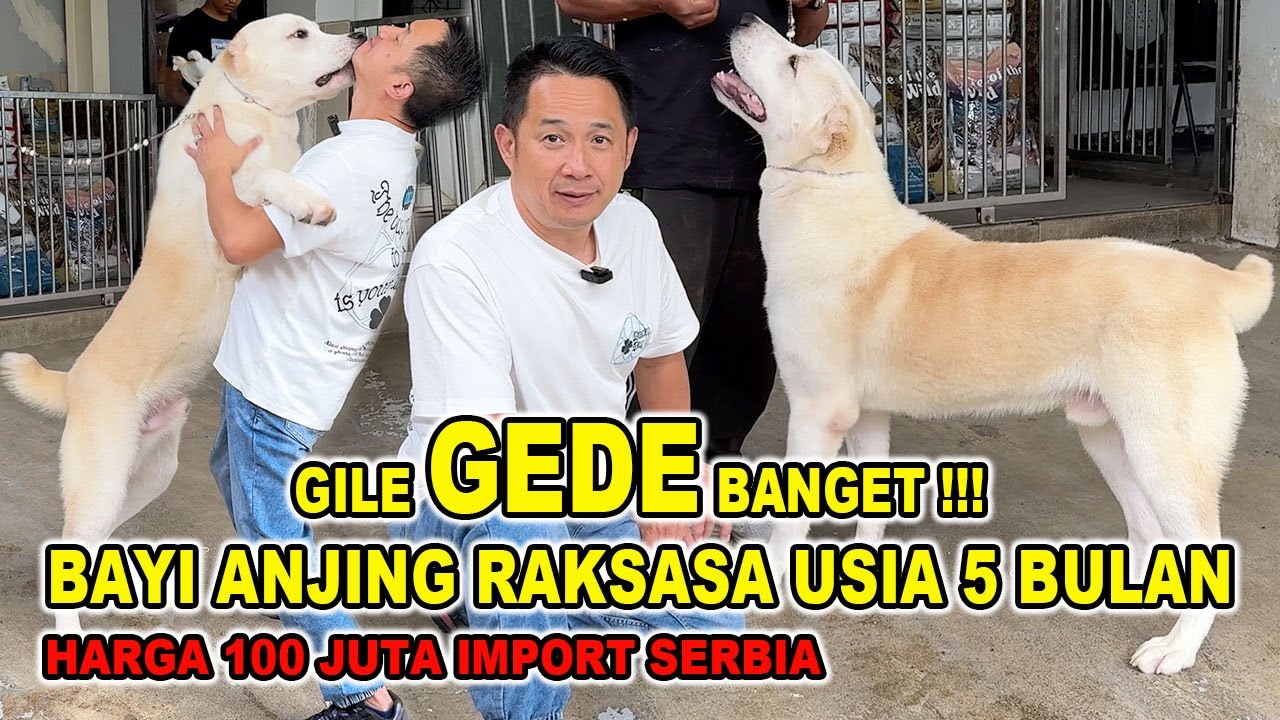 Bayi Anjing Raksasa Usia 5 Bulan Harga 100 Juta Dari Serbia - Alabai ...