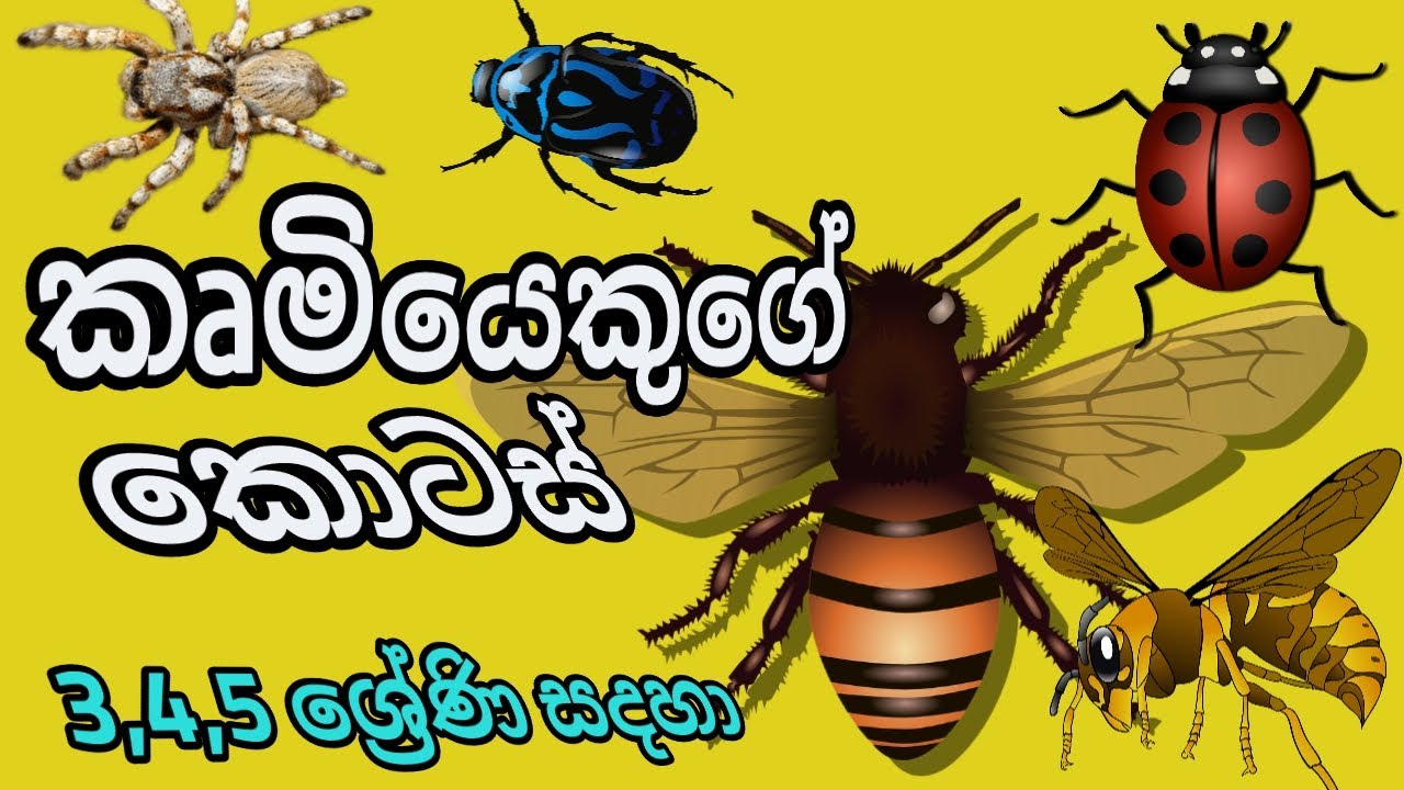 Parts of an insect | කෘමියෙකුගේ කොටස් | 3,4,5 ශ්‍රේණි සදහා - YouTube
