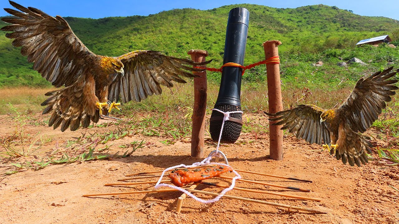 Best & Creative Hawk Trap - Making Hawk Trap From Microphone | Easy ...